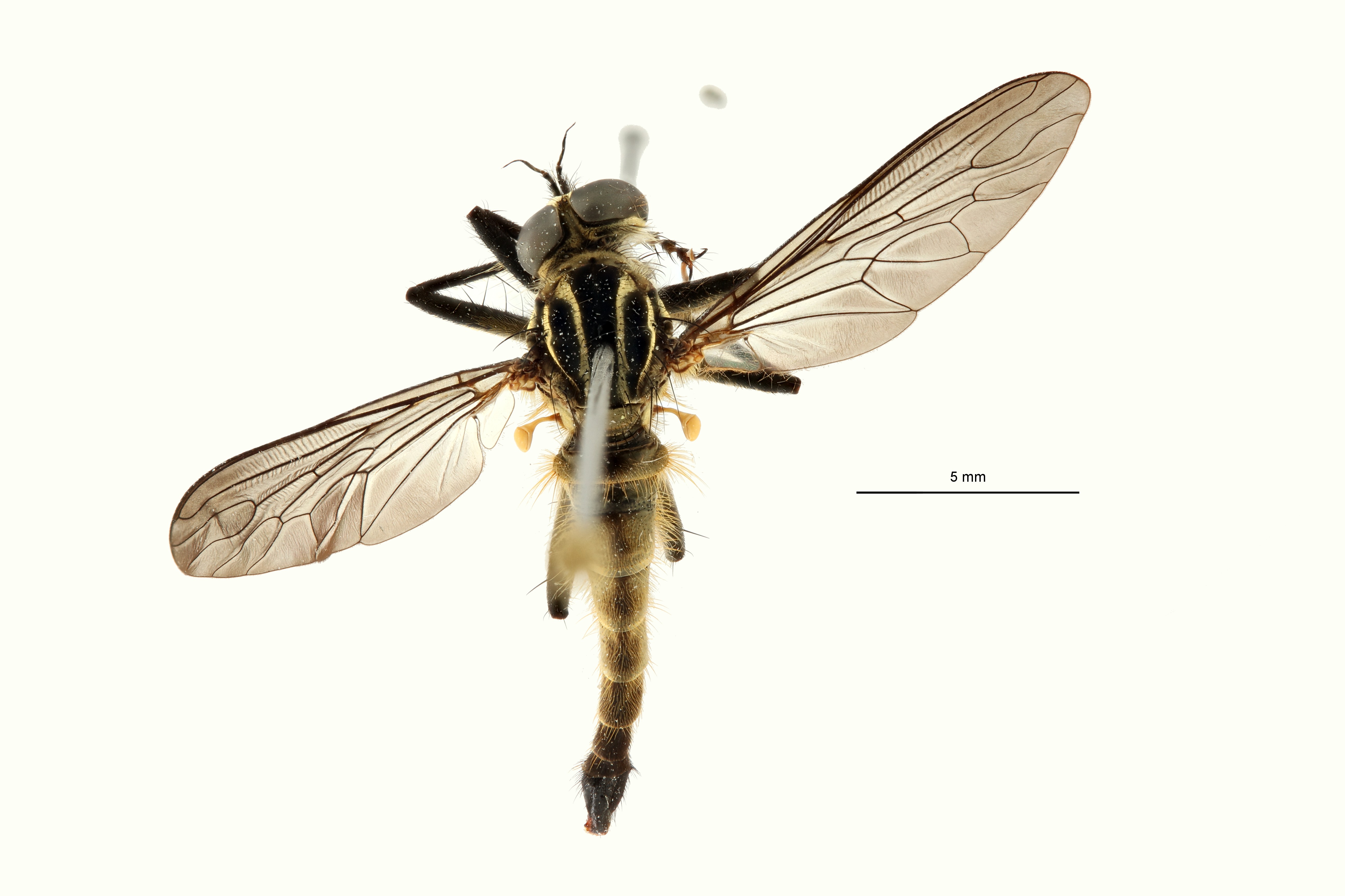 Explore our Entomology Insect Type Specimens — RBINS Virtual Collections